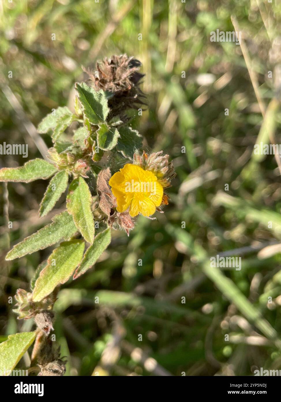 Indian Valley false mallow (Malvastrum americanum Stock Photo - Alamy