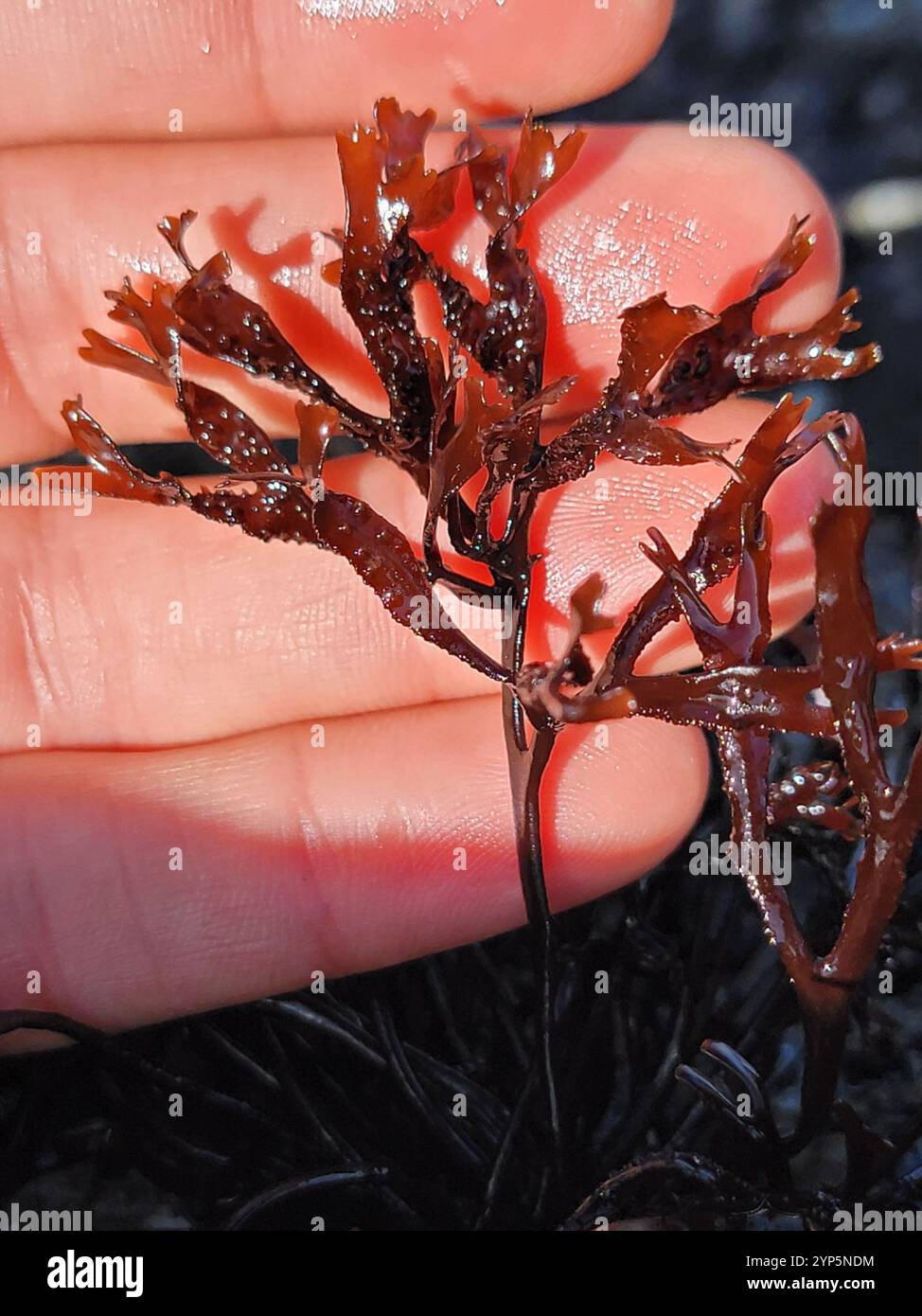 encrusting red algae (Mastocarpus Stock Photo - Alamy