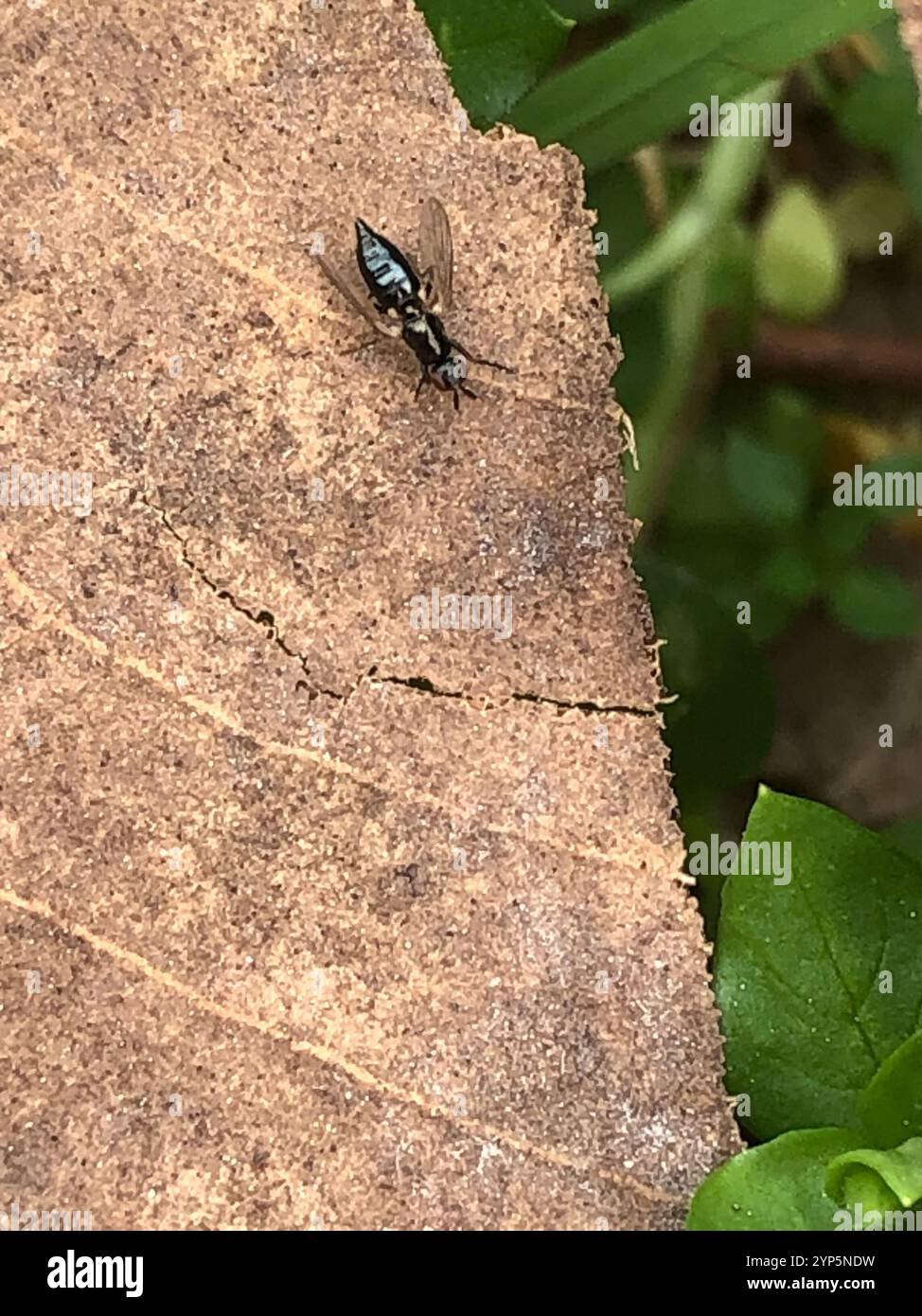 Cyclorrhaphan Flies (Cyclorrhapha Stock Photo - Alamy