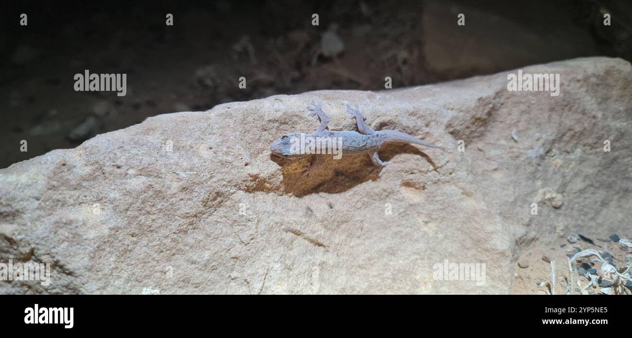 Gehyra versicolor hi-res stock photography and images - Alamy