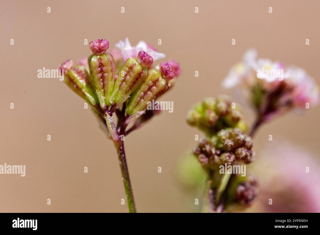 fivewing spiderling (Boerhavia triquetra intermedia Stock Photo - Alamy