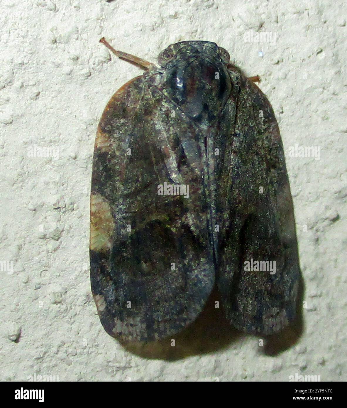 Ricaniid Planthoppers (Ricaniidae Stock Photo - Alamy