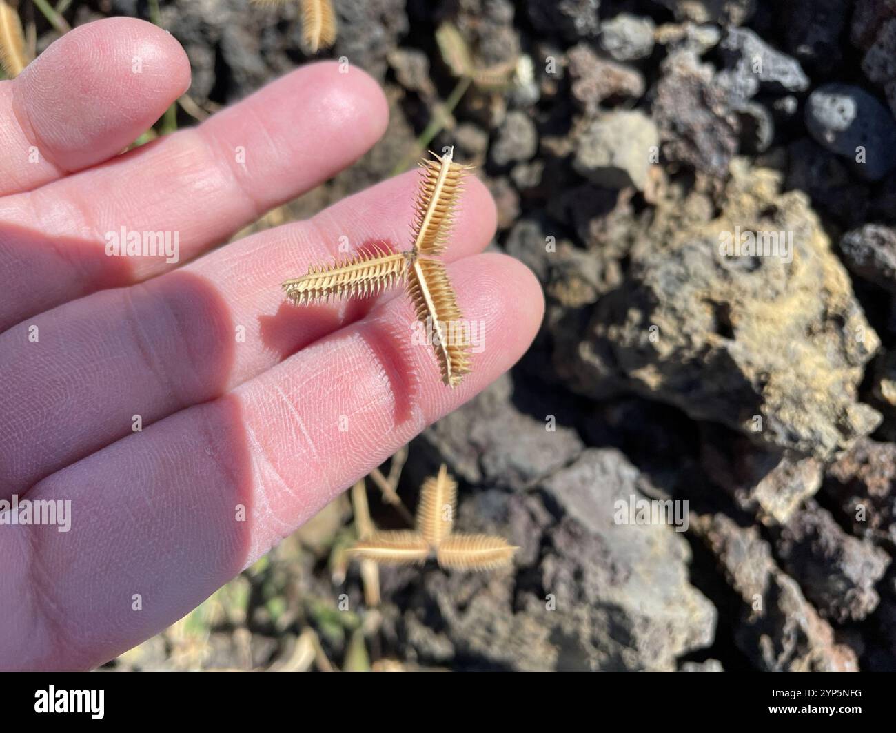 Durban Crowfoot (Dactyloctenium aegyptium Stock Photo - Alamy