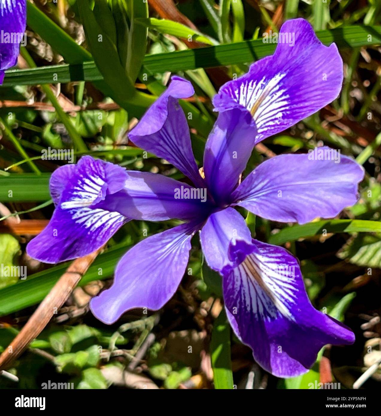 Douglas iris (Iris douglasiana Stock Photo - Alamy