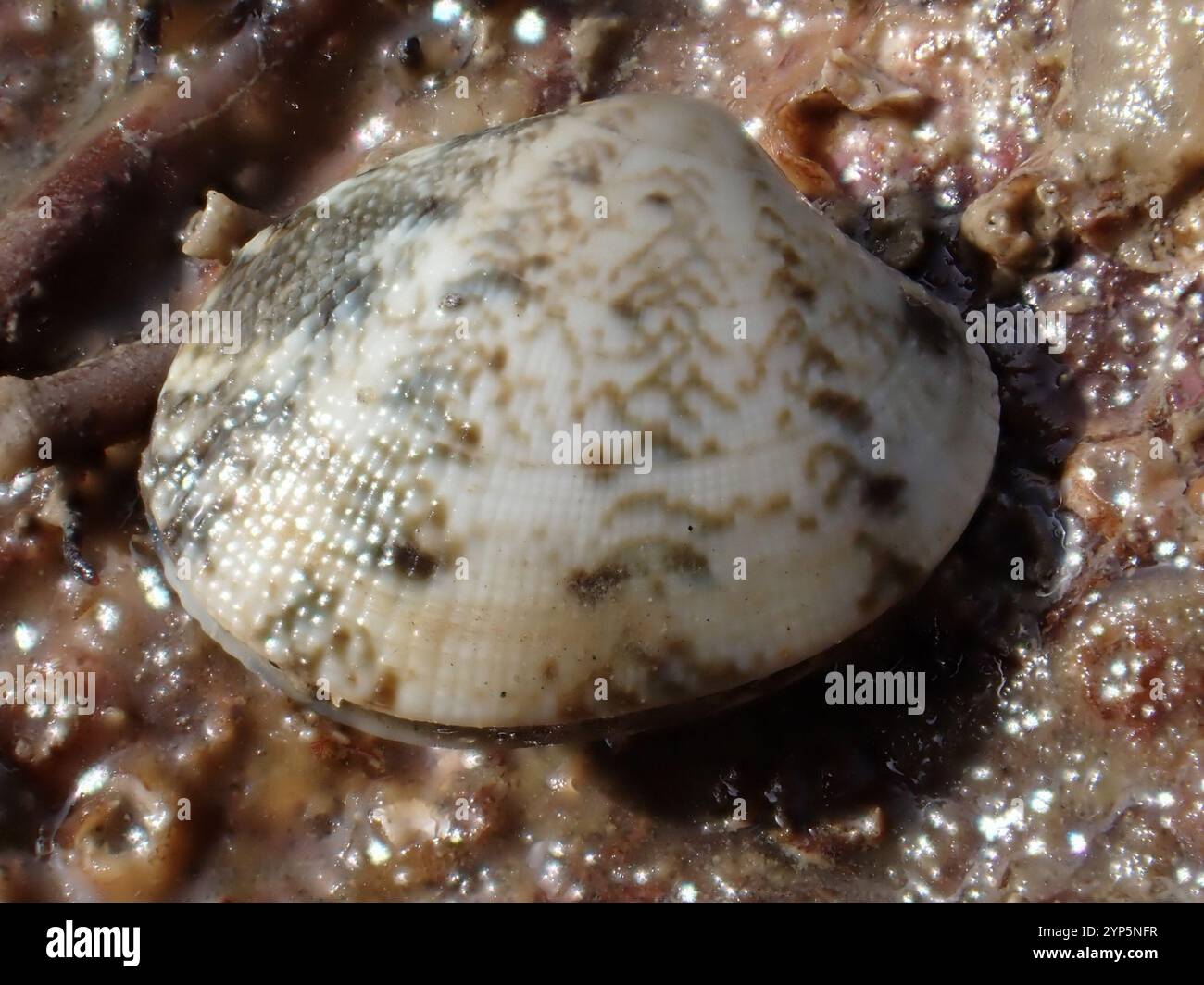 Ruditapes philippinarum hi-res stock photography and images - Alamy