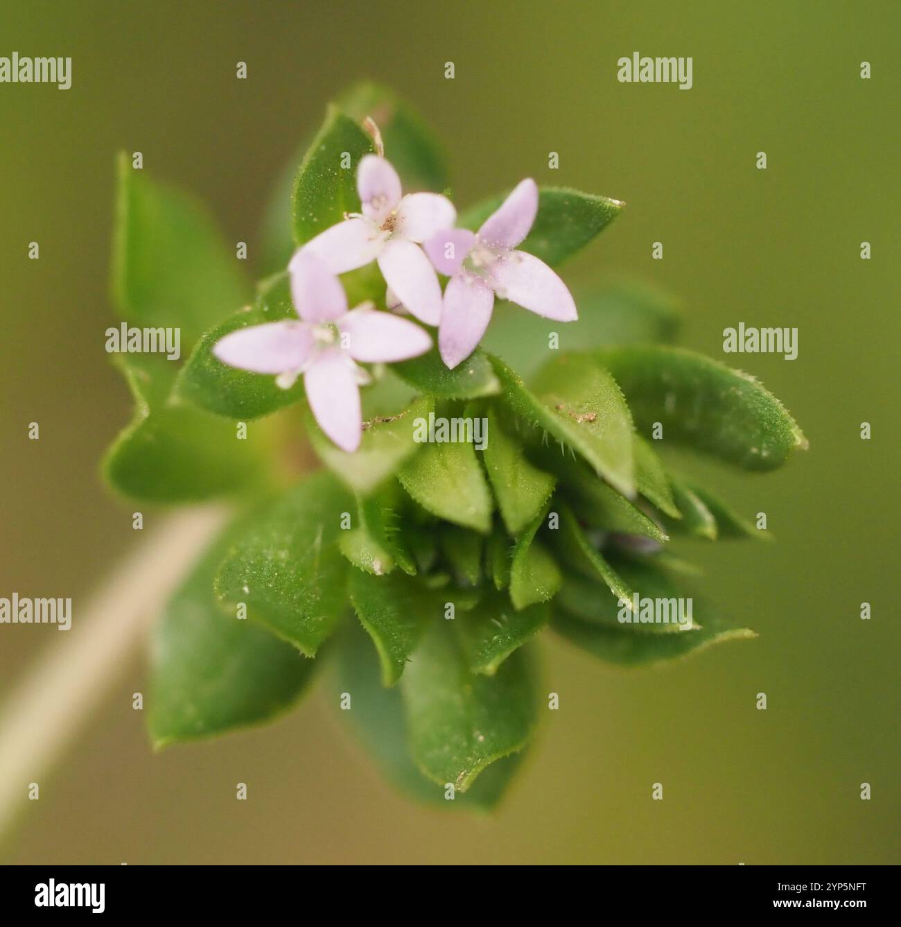 Field madder (Sherardia arvensis Stock Photo - Alamy