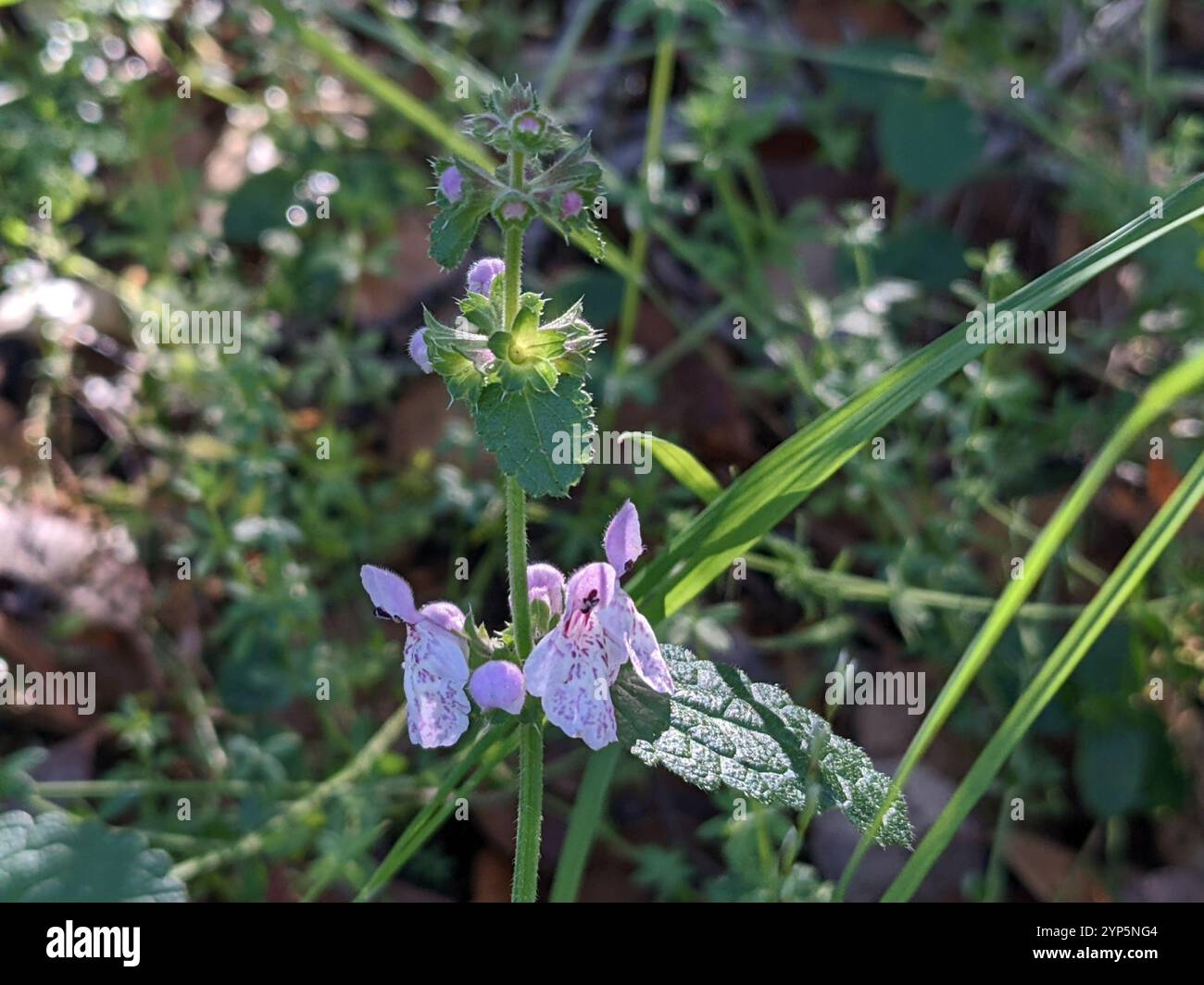 Rough Hedgenettle (Stachys rigida Stock Photo - Alamy