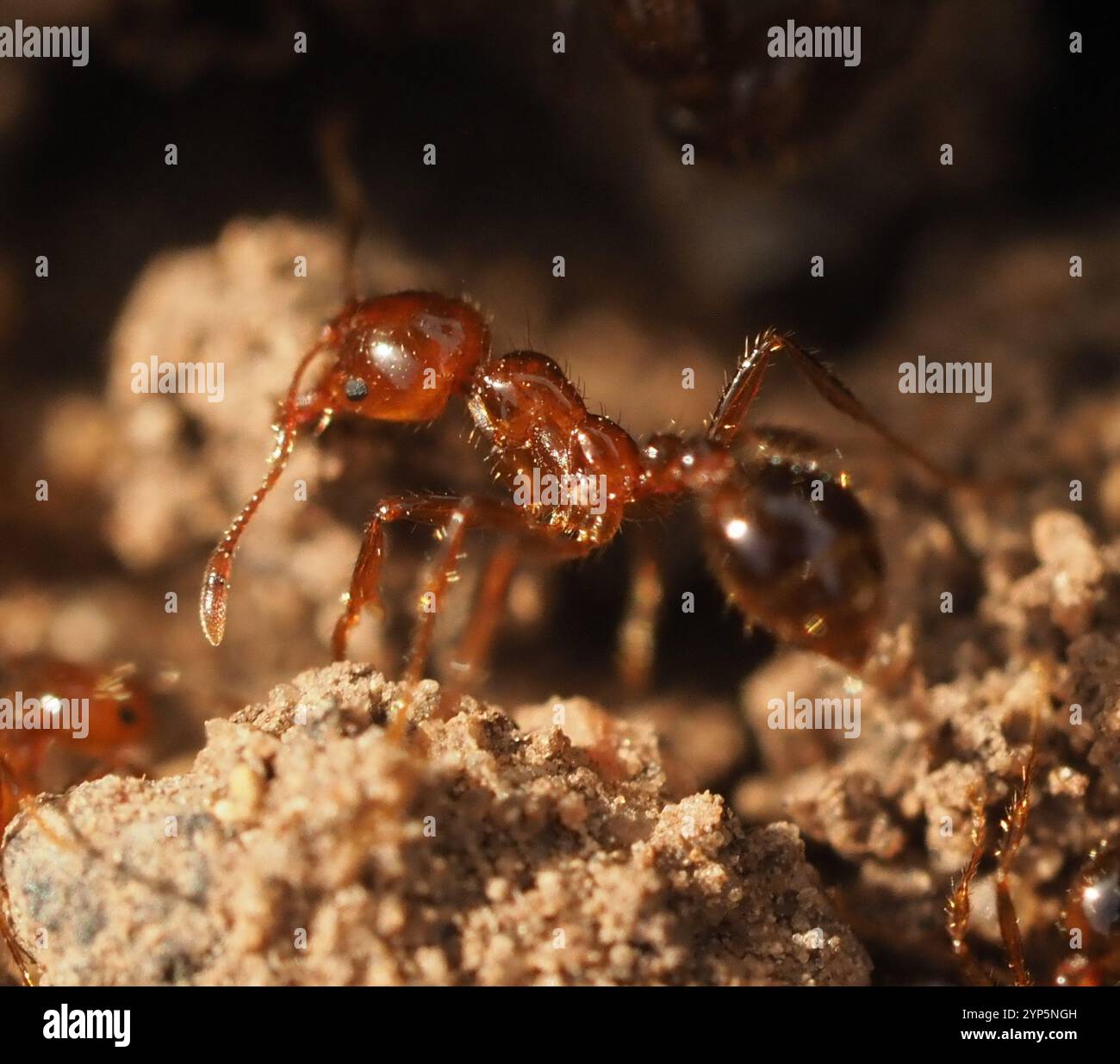 Red Imported Fire Ant (Solenopsis invicta Stock Photo - Alamy