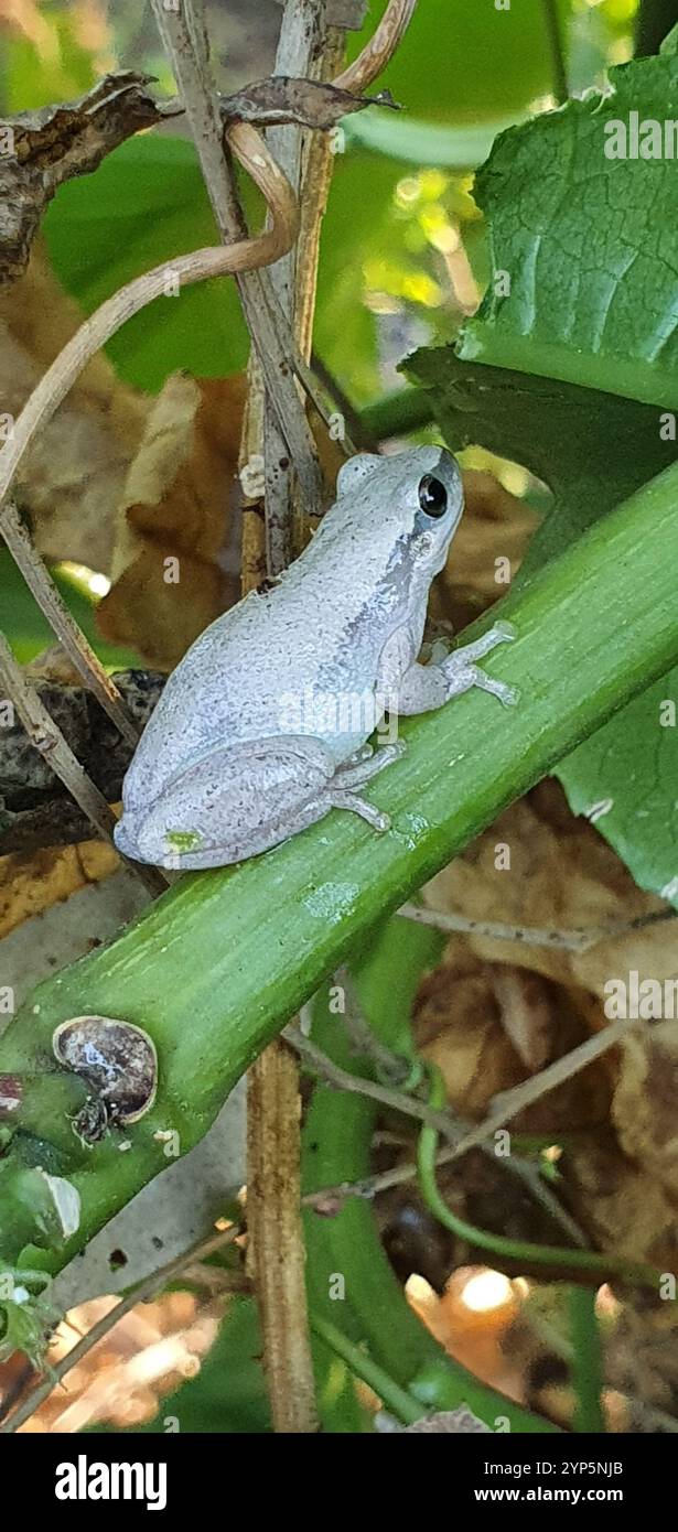 Desert Tree Frog (Litoria rubella Stock Photo - Alamy