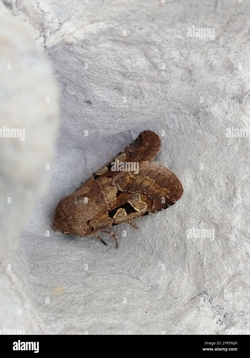 Hebrew Character (Orthosia gothica Stock Photo - Alamy