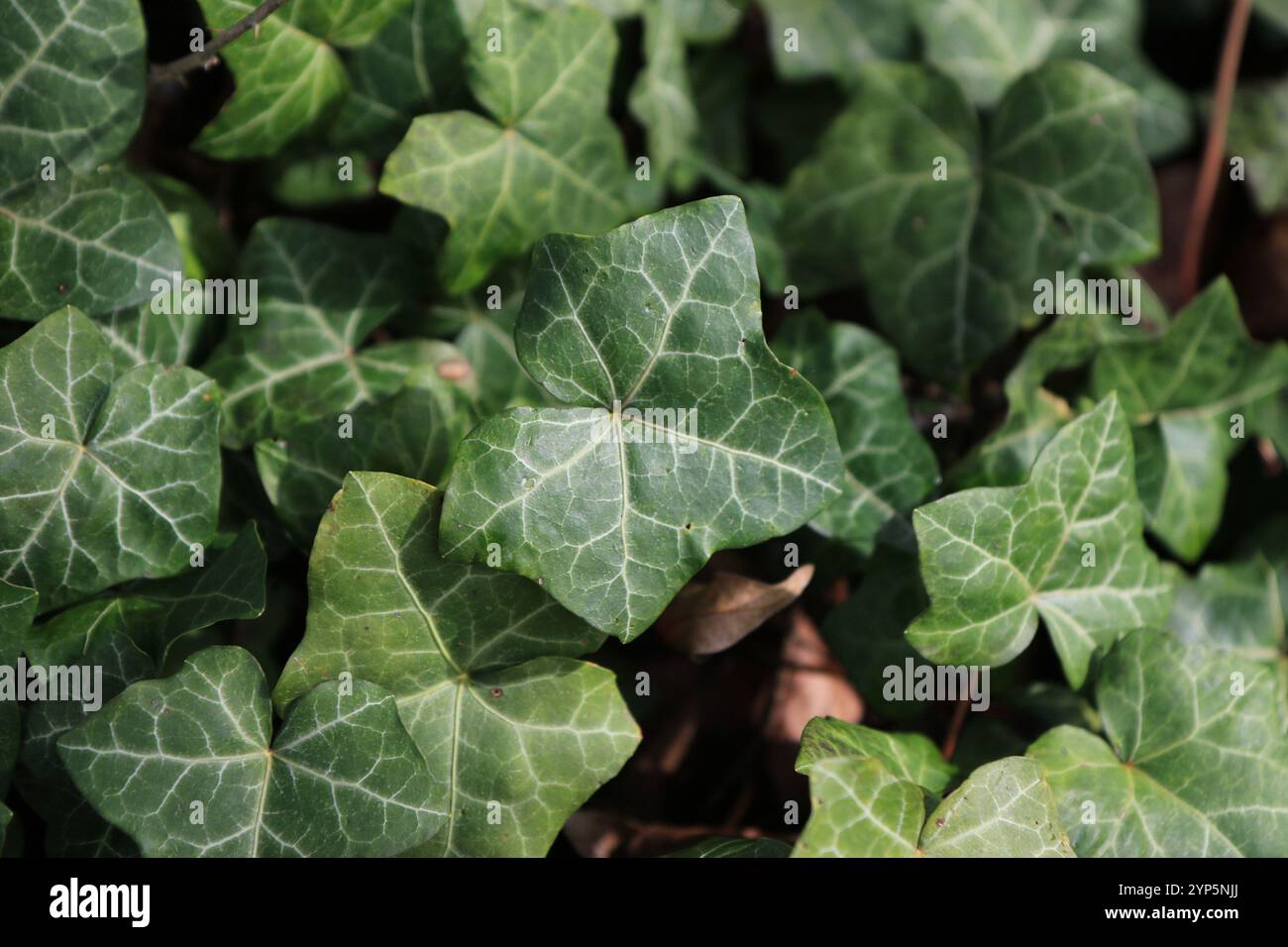 Atlantic Ivy (Hedera hibernica Stock Photo - Alamy