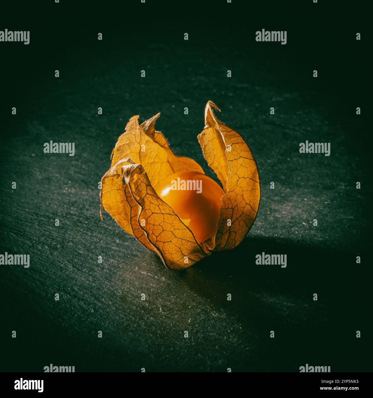 Physalis - The Delicate Essence of Physalis Stock Photo - Alamy