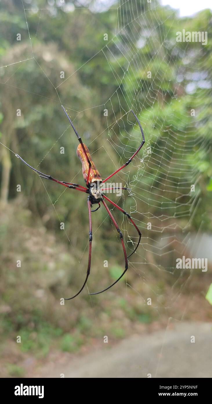 Giant Wood Spiders (Nephila Stock Photo - Alamy