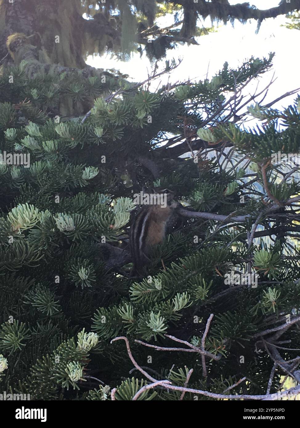 Olympic Chipmunk (Neotamias amoenus caurinus Stock Photo - Alamy