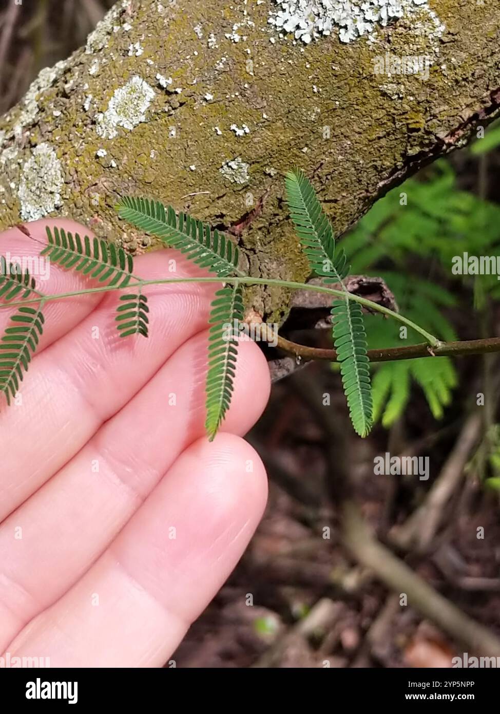 Acacias, Mimosas, mesquites, and allies (Mimosoideae Stock Photo - Alamy