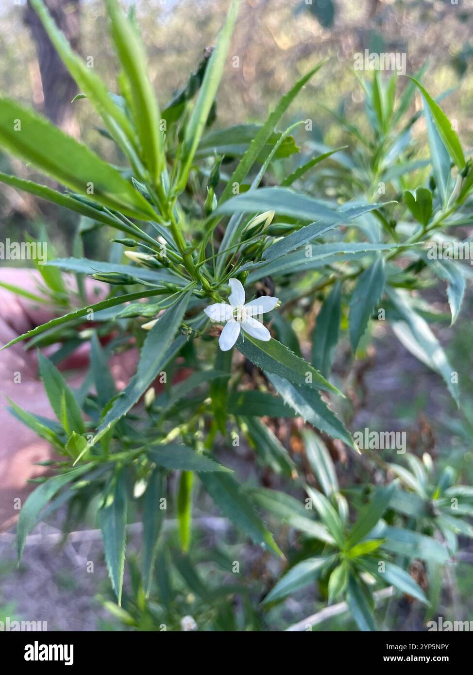 Mexican Goatweed (Capraria mexicana Stock Photo - Alamy