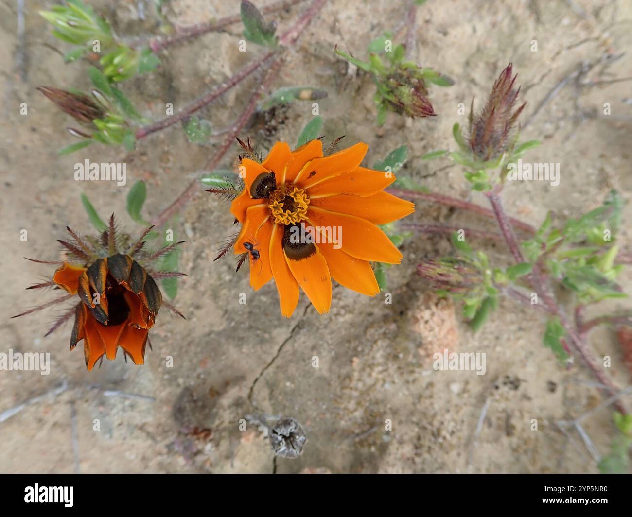 Beetle Daisy (Gorteria diffusa Stock Photo - Alamy