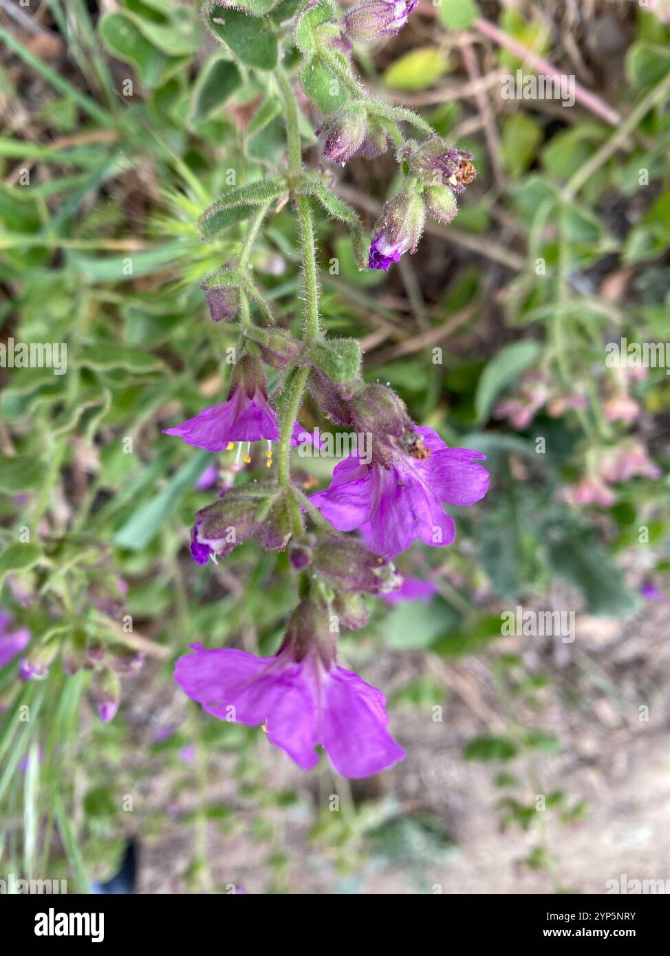 Wishbone Bush (Mirabilis laevis Stock Photo - Alamy