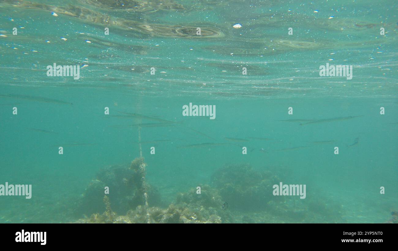 Houndfish (Tylosurus crocodilus Stock Photo - Alamy