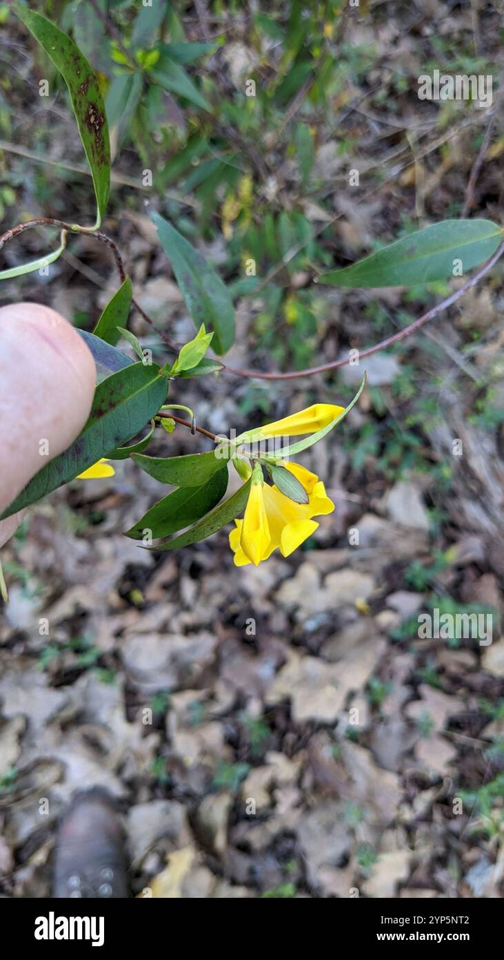 yellow jessamine (Gelsemium sempervirens Stock Photo - Alamy