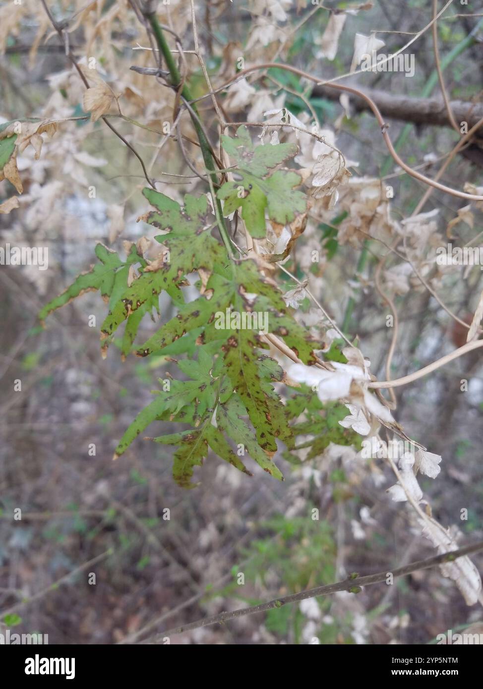 Japanese climbing fern (Lygodium japonicum Stock Photo - Alamy