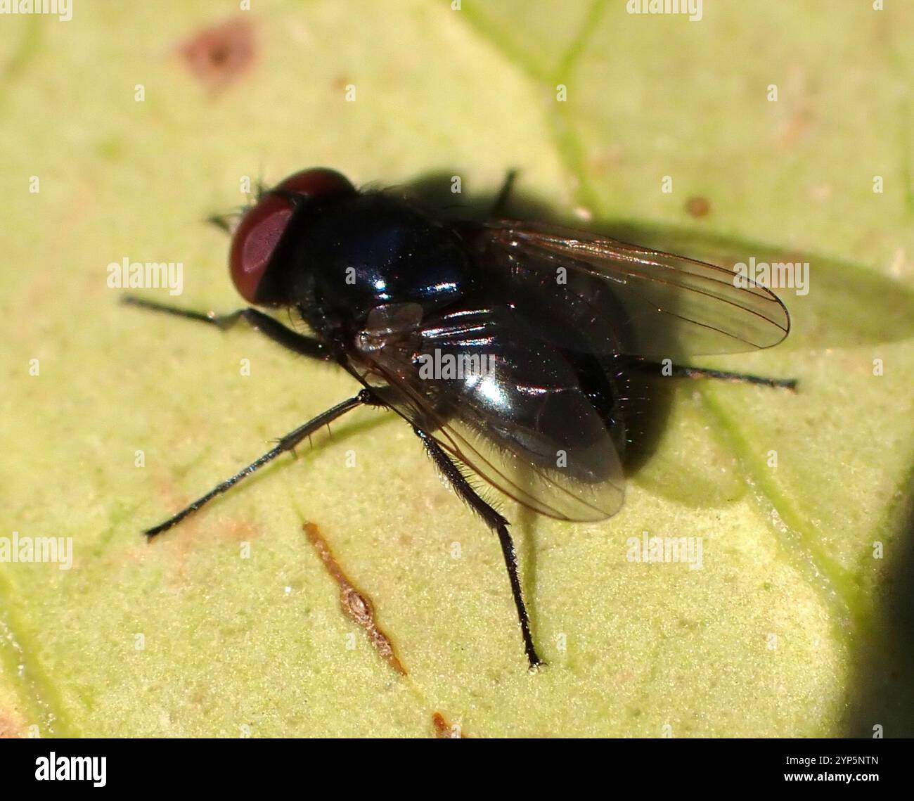 Black Dump Flies (Hydrotaea Stock Photo - Alamy