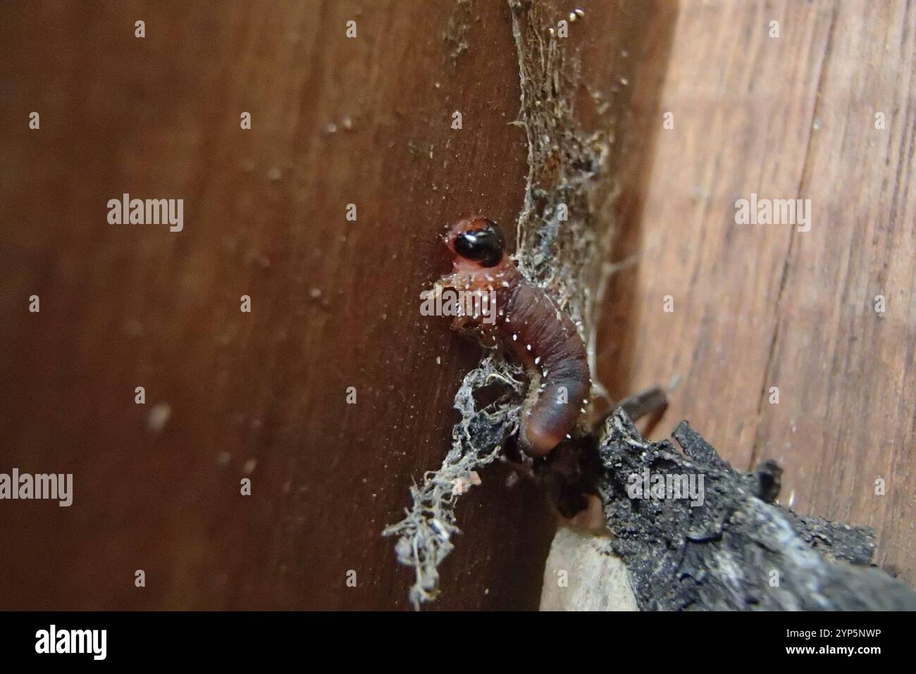 Pergidae hi-res stock photography and images - Alamy