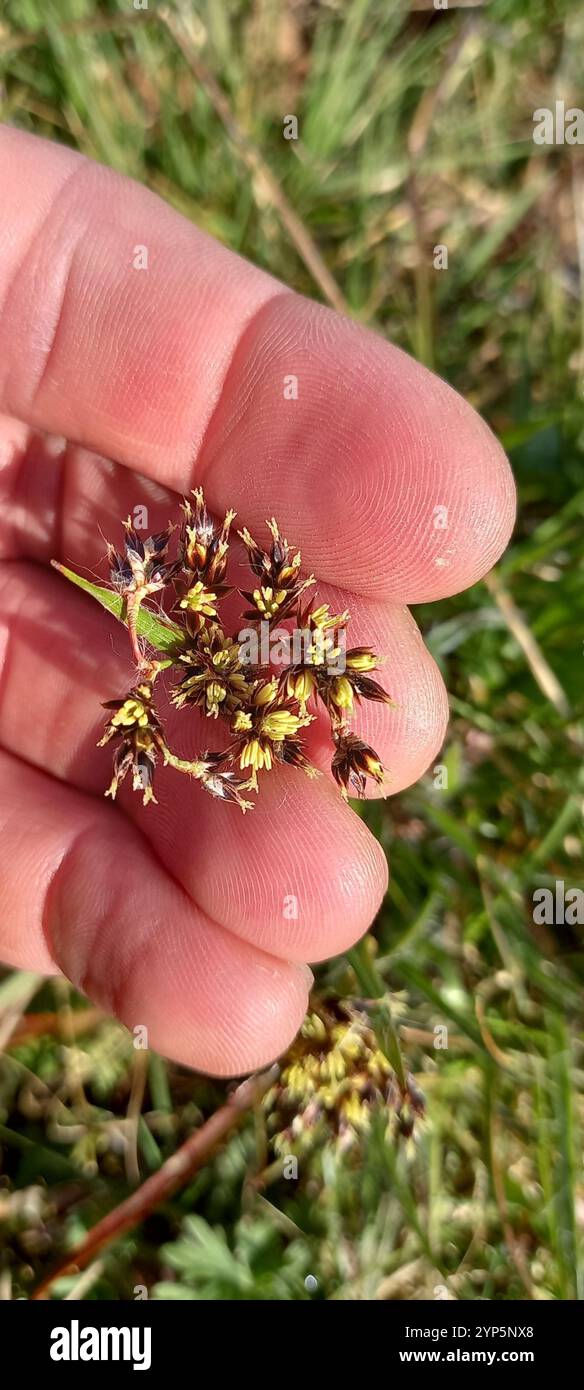 Field woodrush (Luzula campestris Stock Photo - Alamy