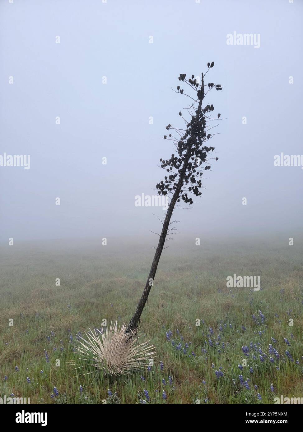 Century plant subfamily (Agavoideae Stock Photo - Alamy