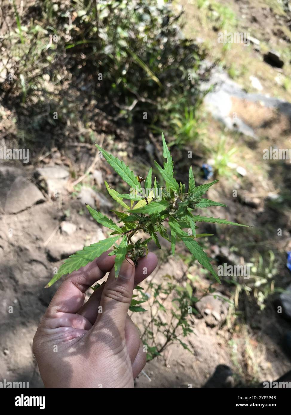 Family cannabaceae hi-res stock photography and images - Alamy