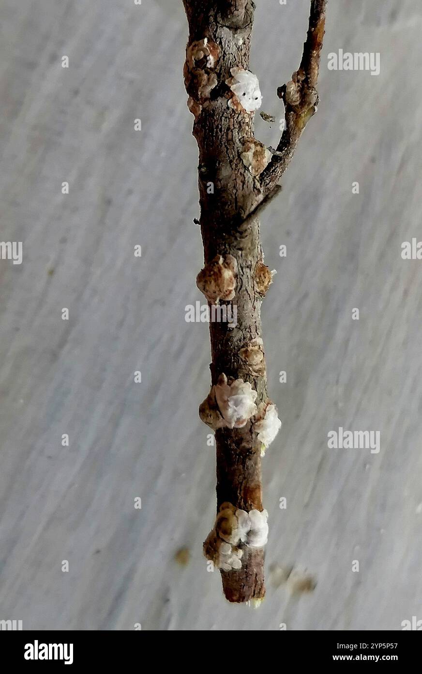 Wax Scales (Ceroplastes Stock Photo - Alamy