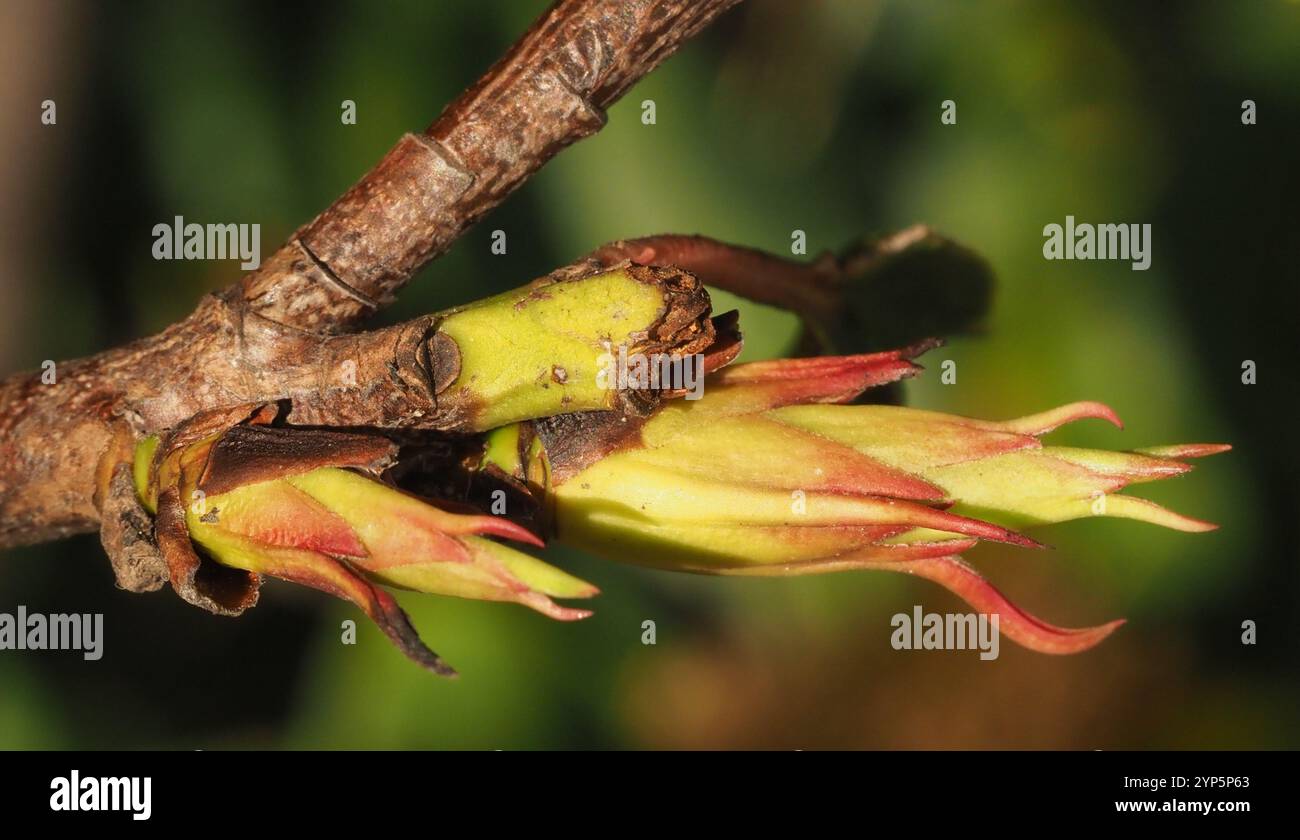 Chinese Photinia (Photinia serratifolia Stock Photo - Alamy