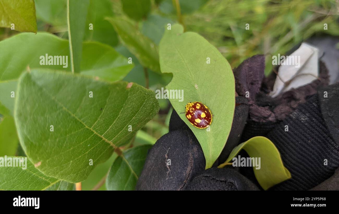 Eucalypt Leaf Beetle (Paropsis maculata Stock Photo - Alamy