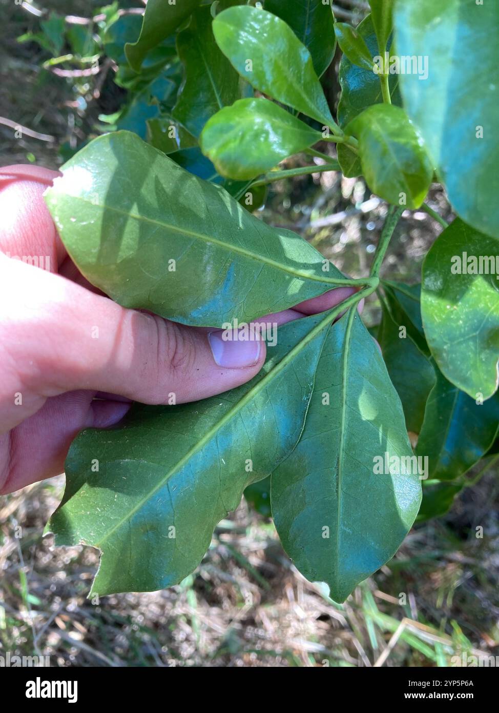 Wharangi (Melicope ternata Stock Photo - Alamy