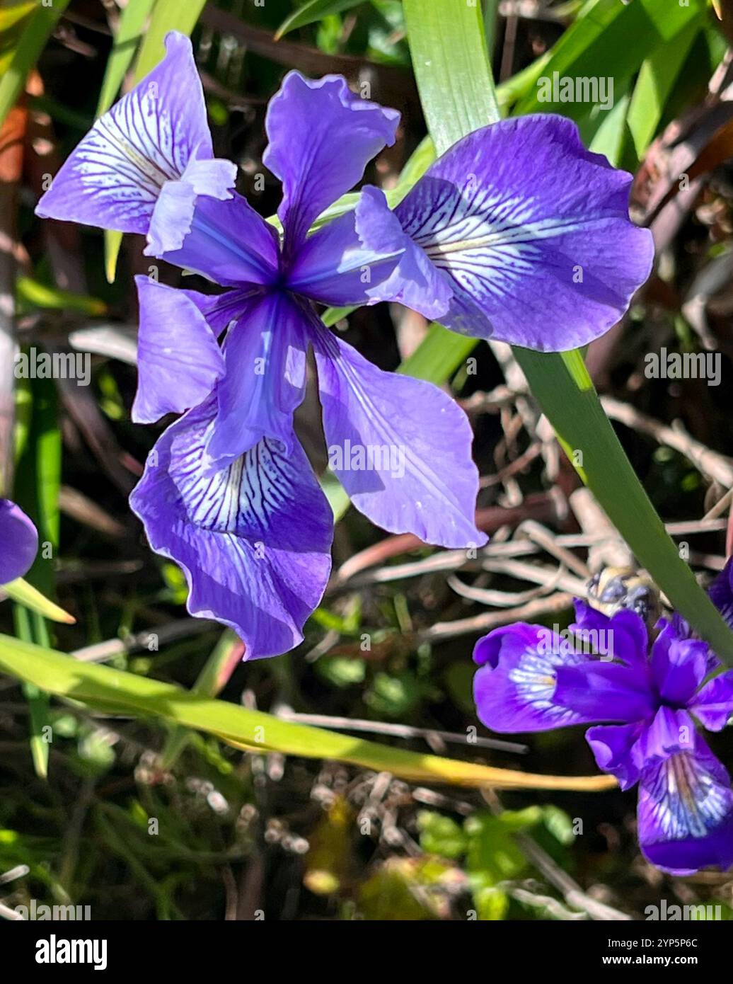 Douglas iris (Iris douglasiana Stock Photo - Alamy