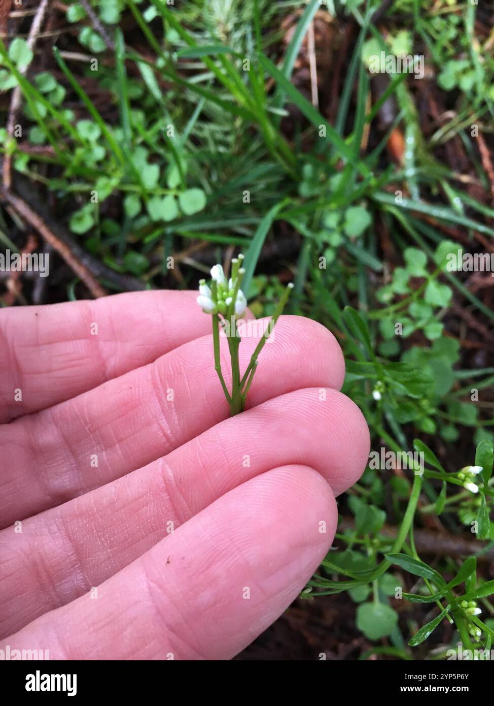 hairy bittercress (Cardamine hirsuta Stock Photo - Alamy