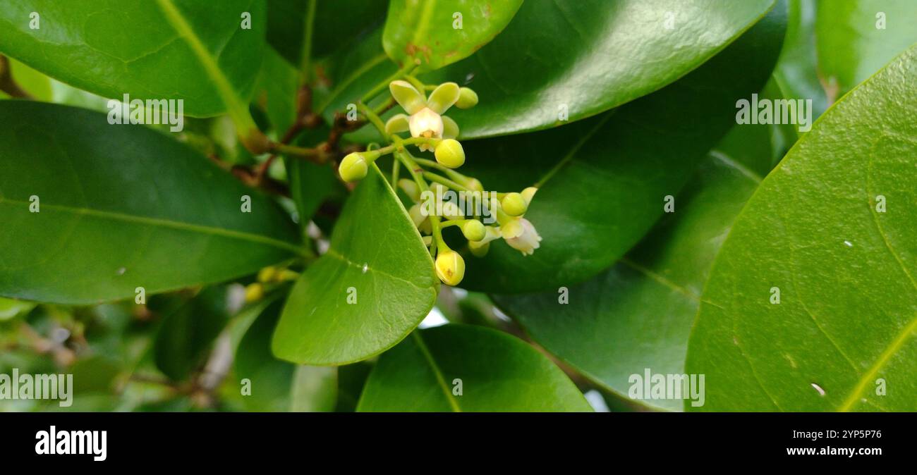cannonball mangrove (Xylocarpus granatum Stock Photo - Alamy