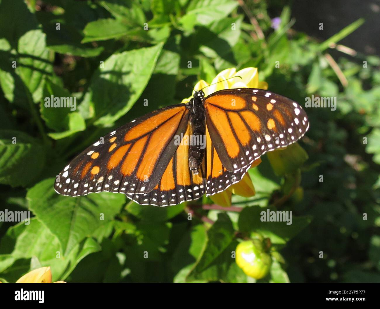Monarch (Danaus plexippus Stock Photo - Alamy