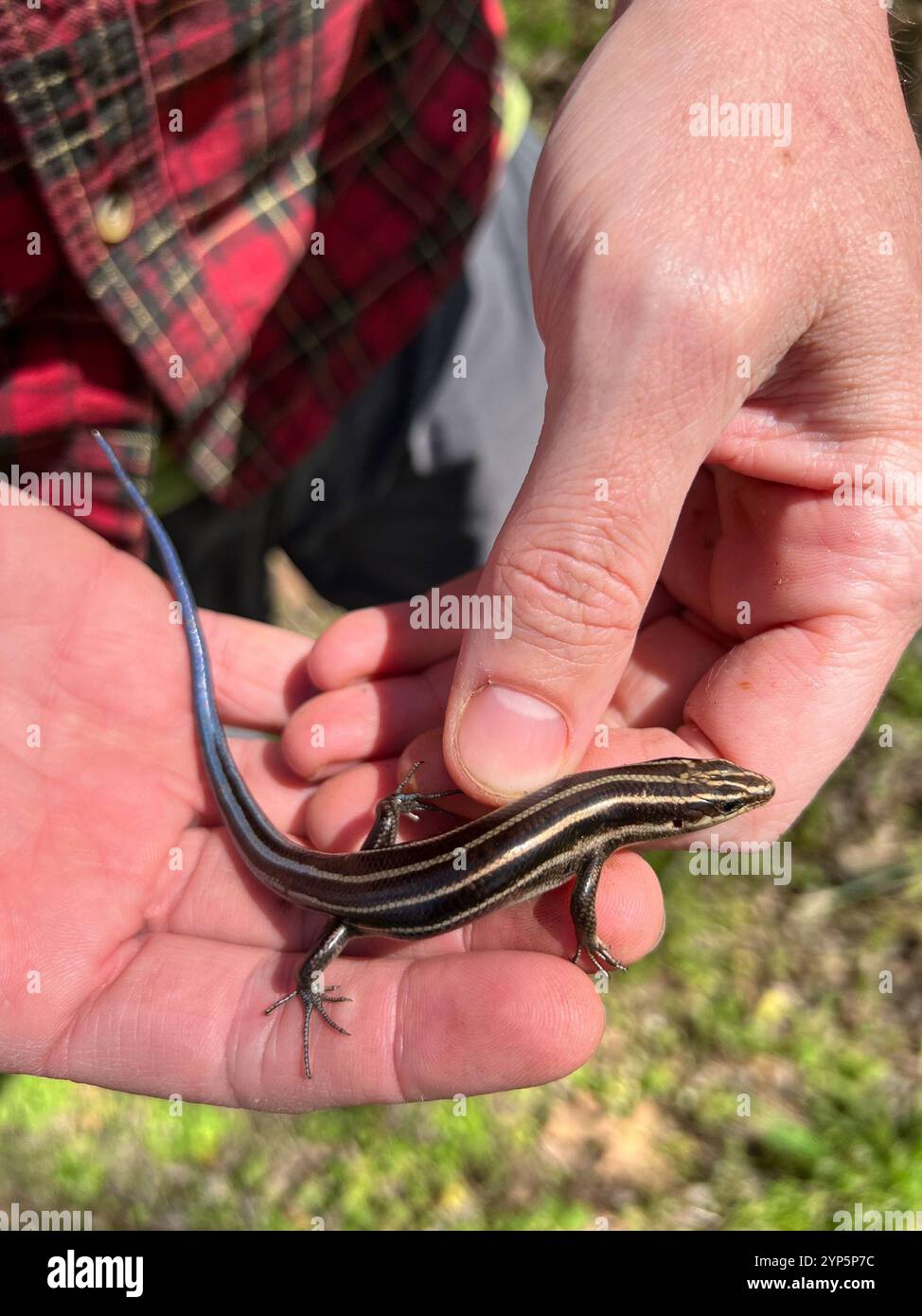 Common Five-lined Skink (Plestiodon fasciatus Stock Photo - Alamy