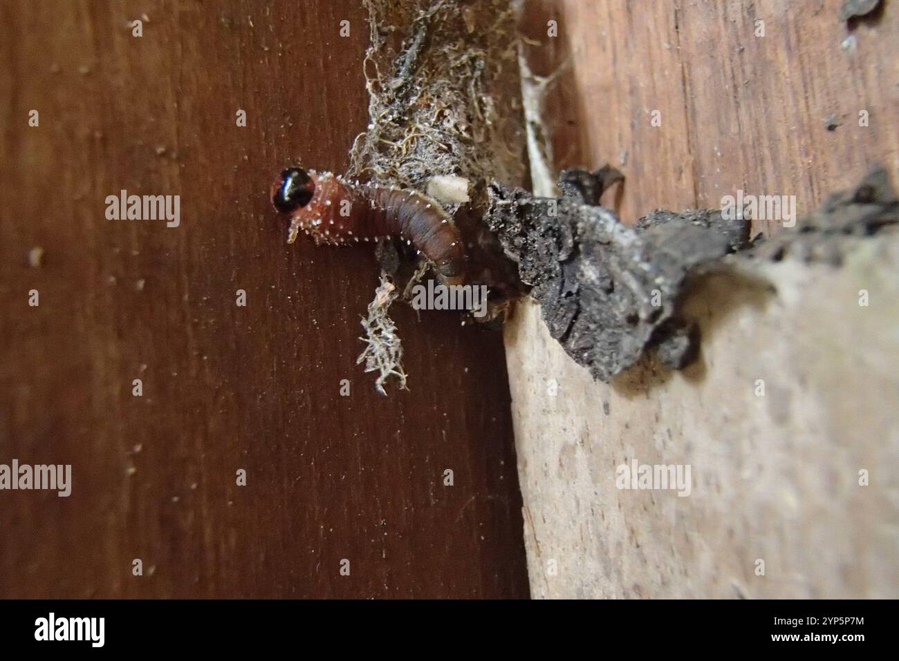 Pergid sawflies hi-res stock photography and images - Alamy