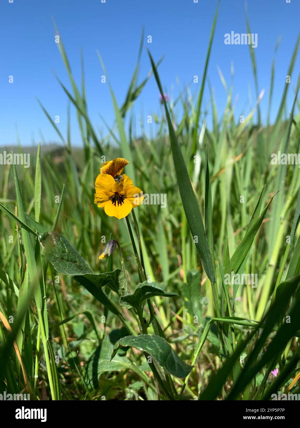 California Golden Violet (Viola pedunculata Stock Photo - Alamy