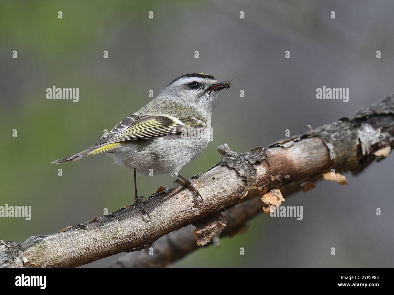 Golden-crowned Kinglet (Regulus satrapa Stock Photo - Alamy