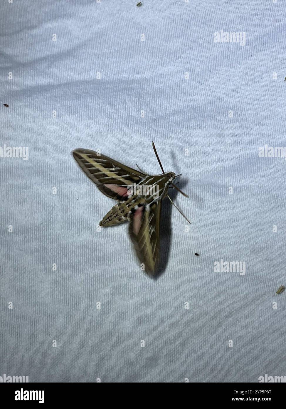 White-lined Sphinx (Hyles lineata Stock Photo - Alamy