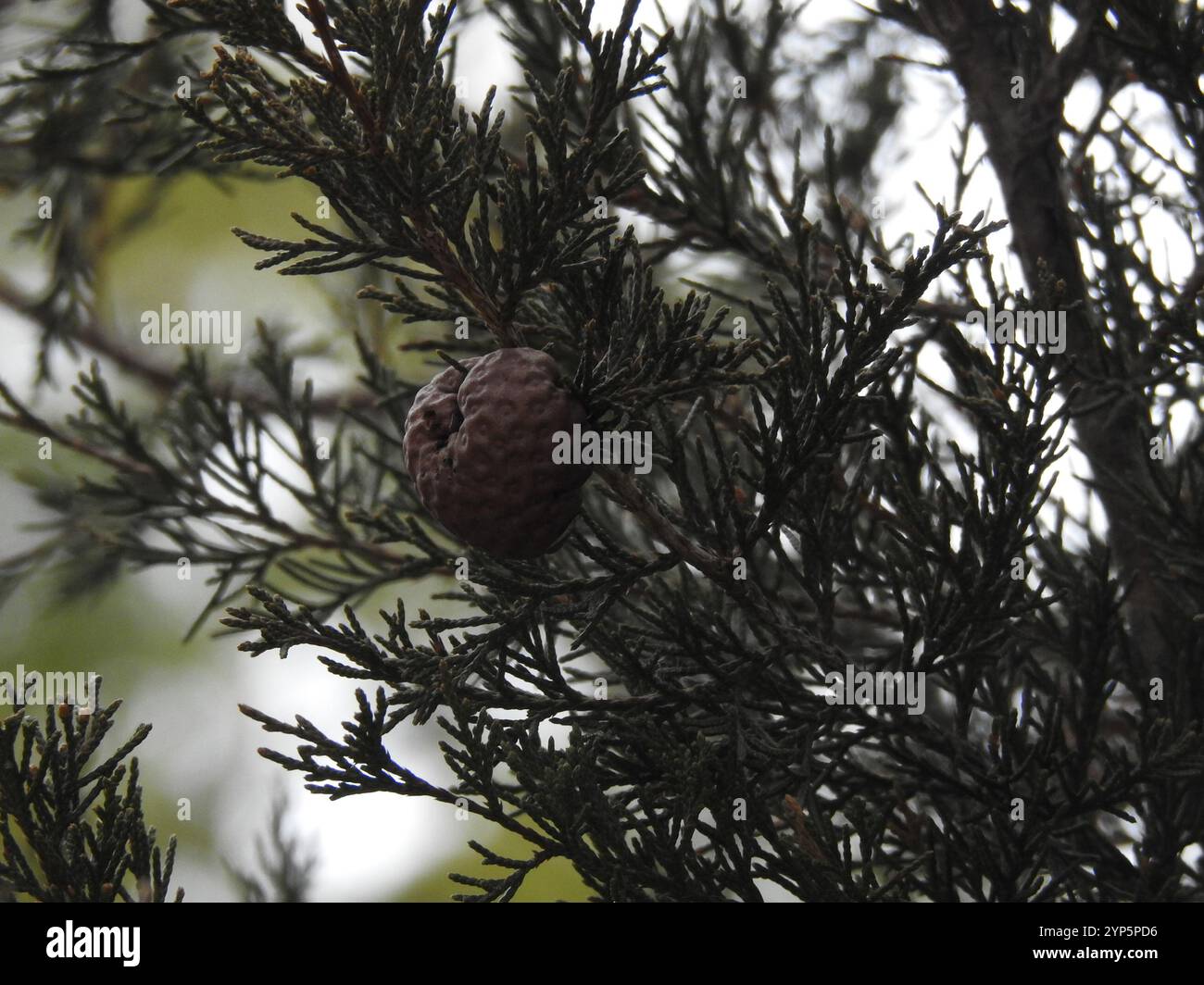 Cedar-apple rust (Gymnosporangium juniperi-virginianae Stock Photo - Alamy