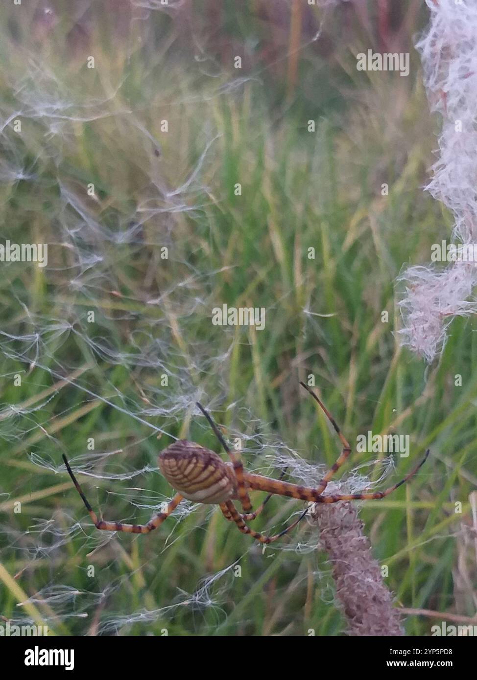 Banded Garden Spider (Argiope trifasciata Stock Photo - Alamy