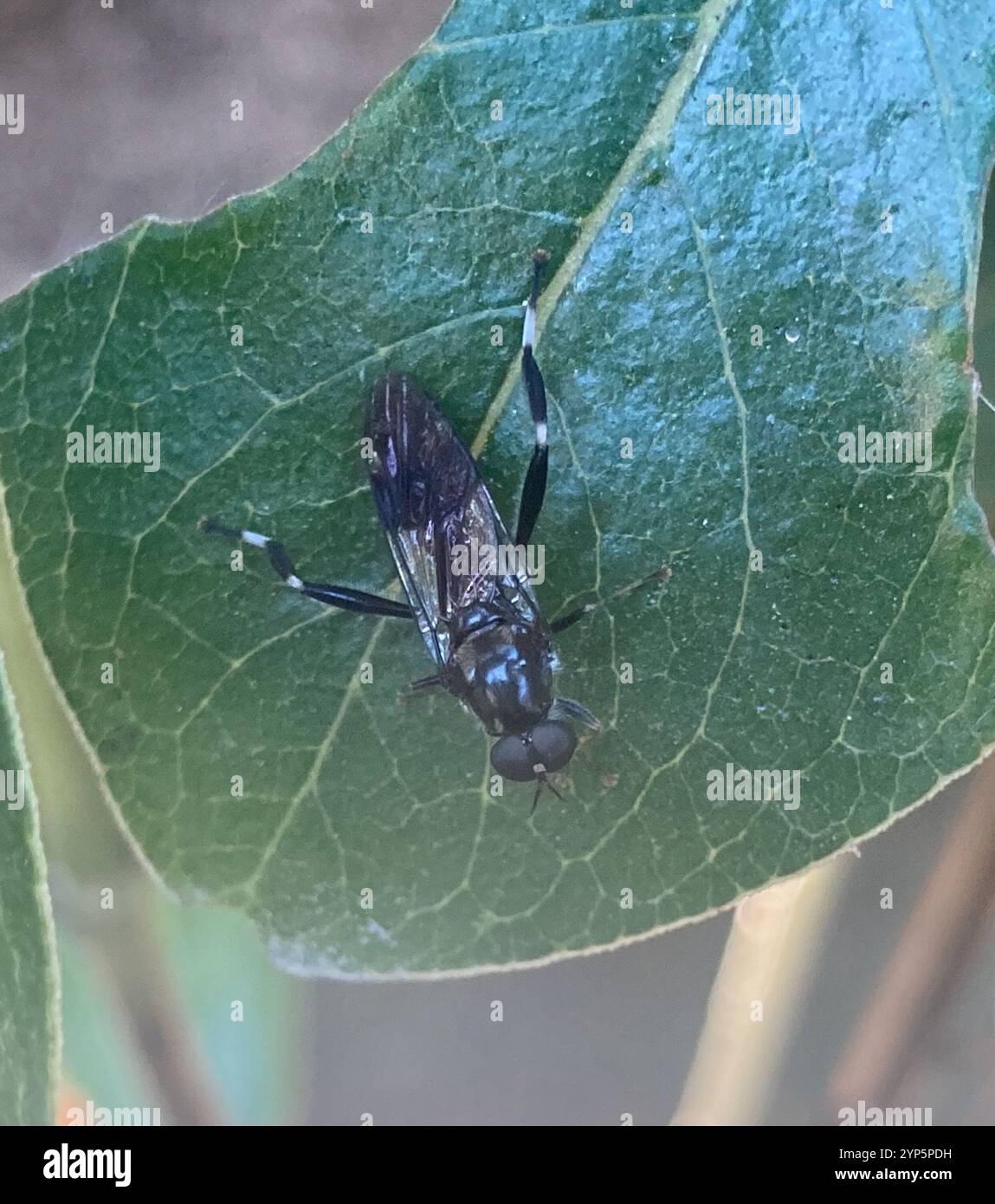 Garden soldier fly (Exaireta spinigera Stock Photo - Alamy