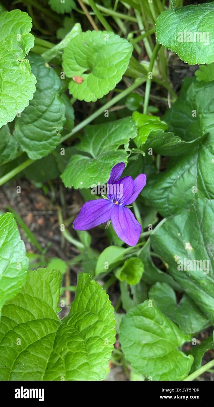 Sweet violet (Viola odorata Stock Photo - Alamy