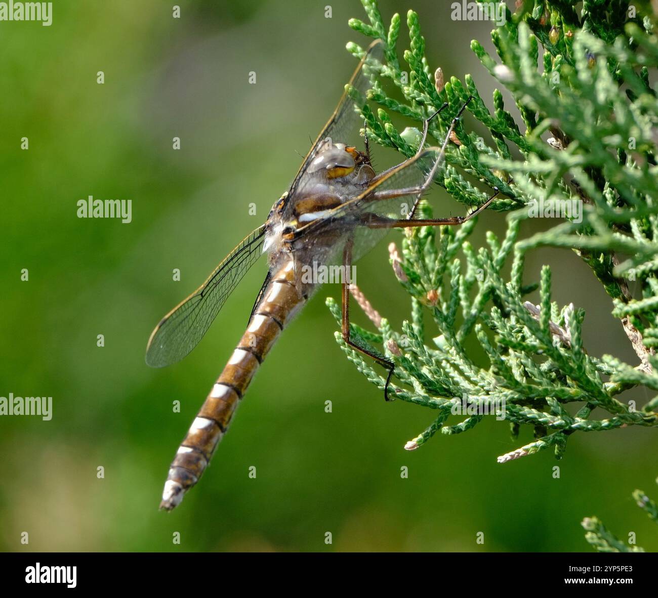 Stream Cruiser (Didymops transversa Stock Photo - Alamy
