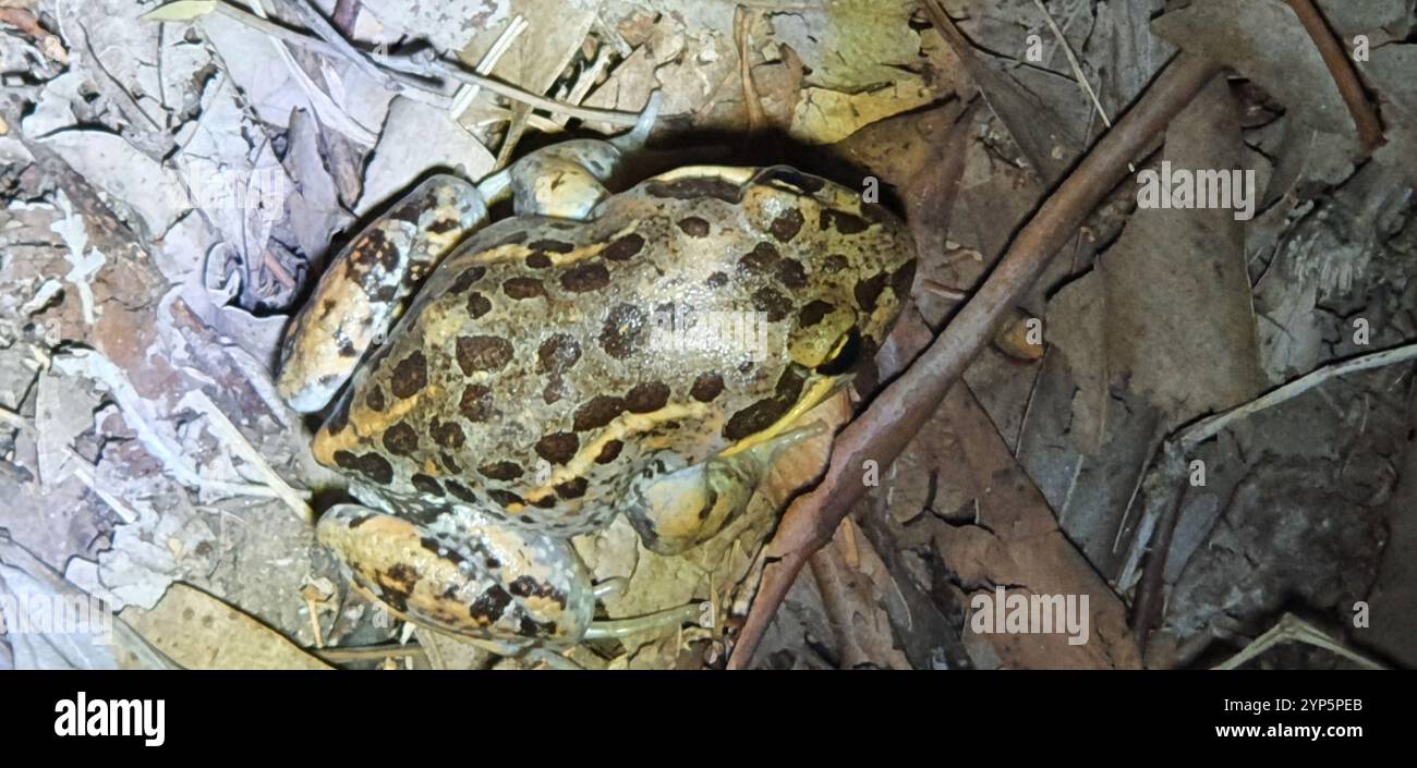 Salmon-striped Frog (Limnodynastes salmini Stock Photo - Alamy