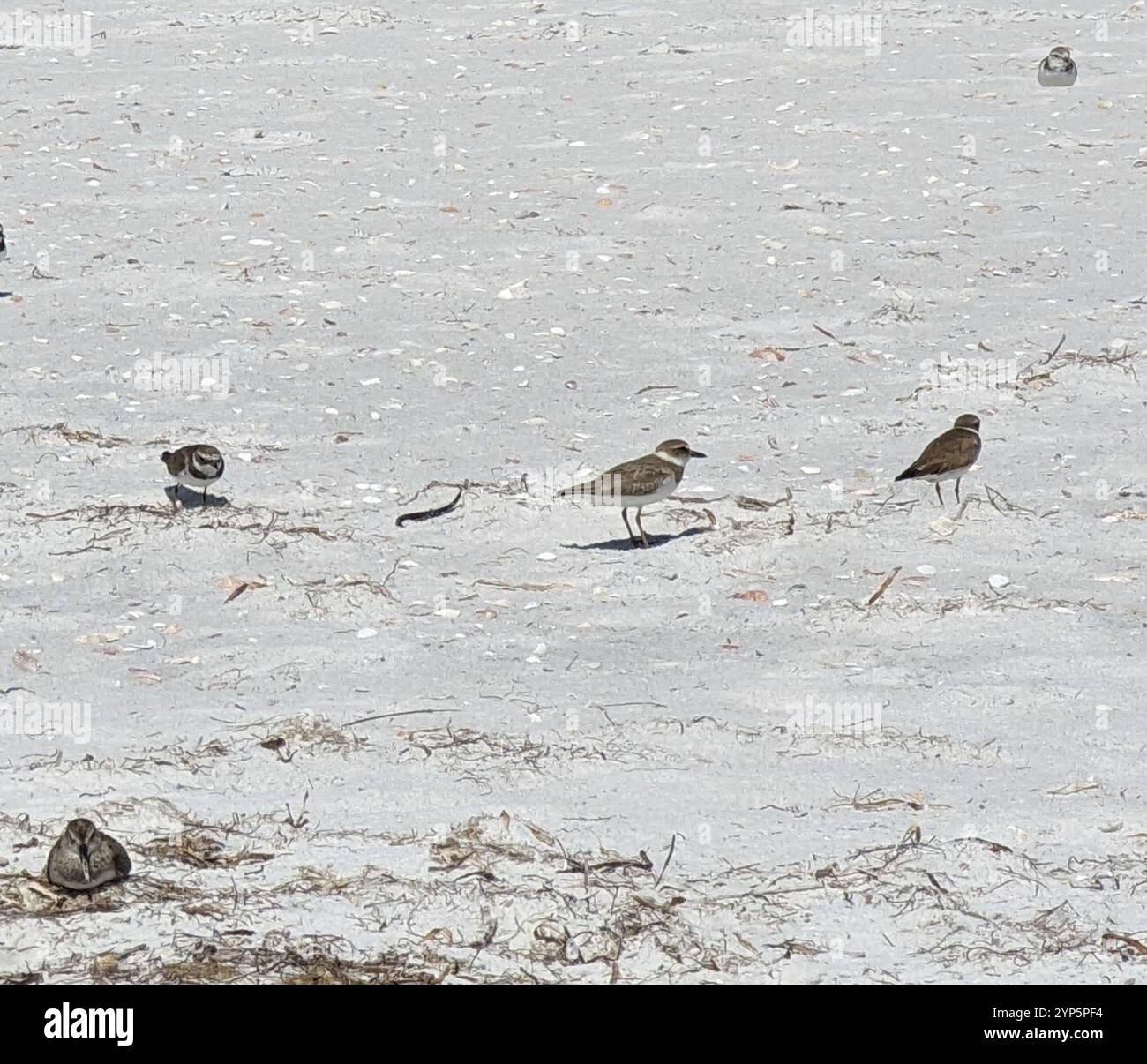 Anarhynchus wilsonia hi-res stock photography and images - Alamy